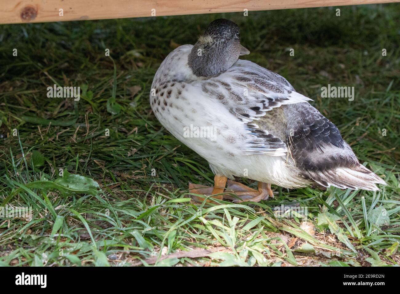 Very colorfull Backyard Pet Snowy Call ducks . High quality photo Stock ...