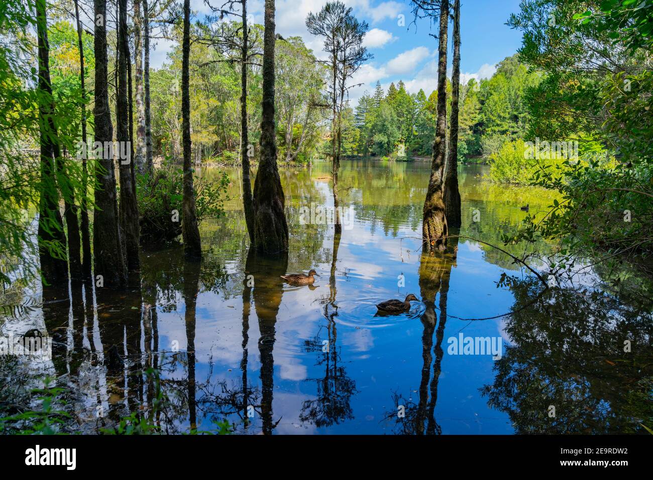 View from lake edge of McLaren Falls Lake through trees growing in ...