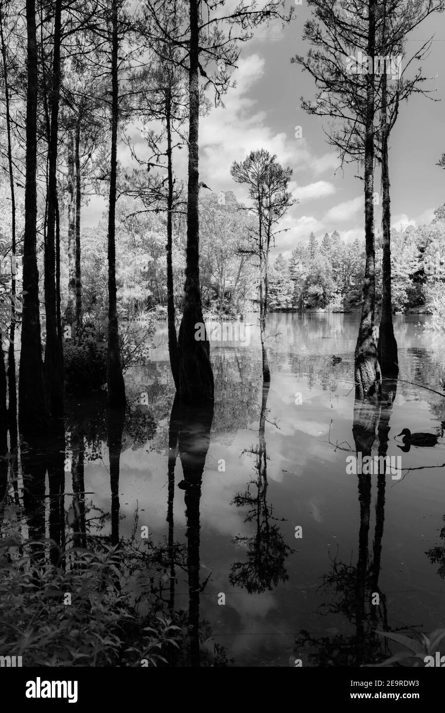 View from lake edge of McLaren Falls Lake through trees growing in ...