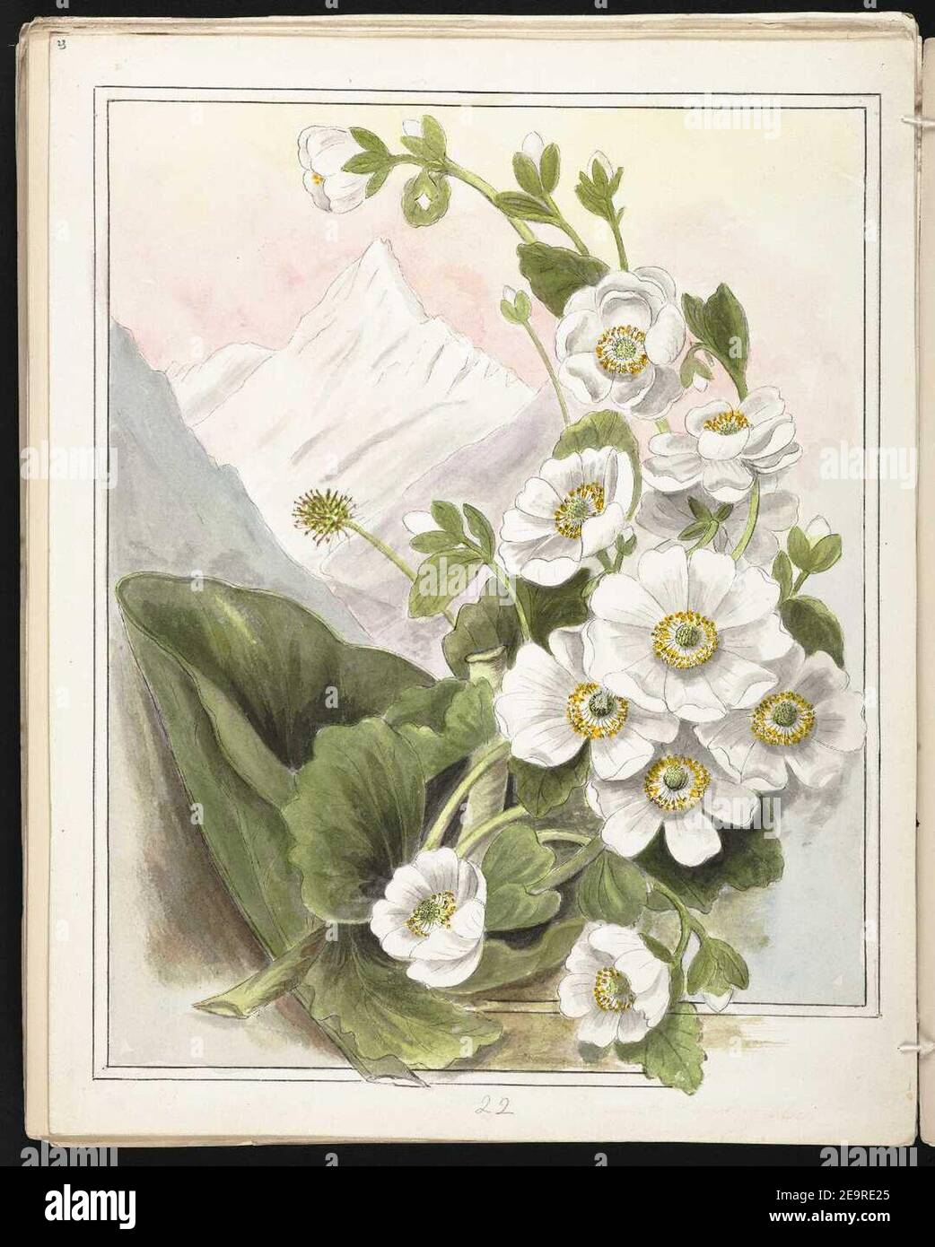 Mount Cook lily - Ranunculus Lyallii. (1890-1896). by Emily Cumming ...