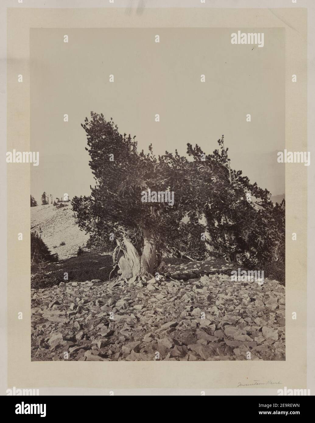 Mountain pine tree, on Mount Shasta, Calif Stock Photo - Alamy