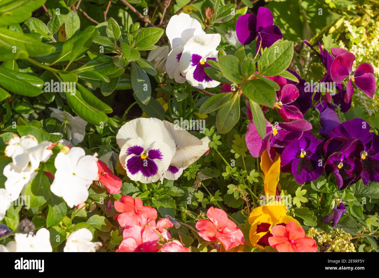 Beautiful violet flowers hi-res stock photography and images - Alamy