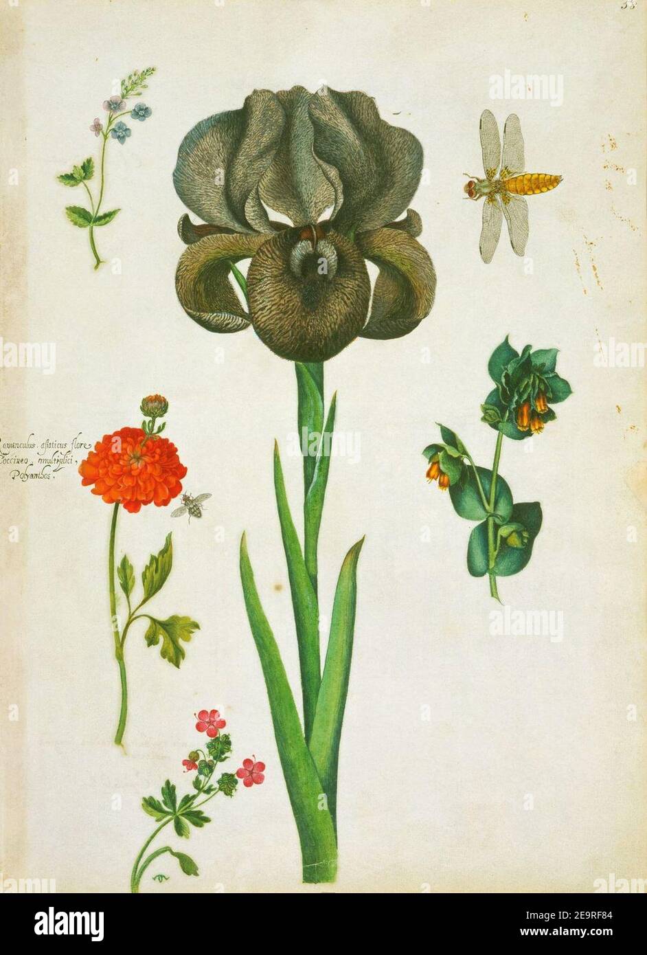 Bigroot hi-res stock photography and images - Alamy