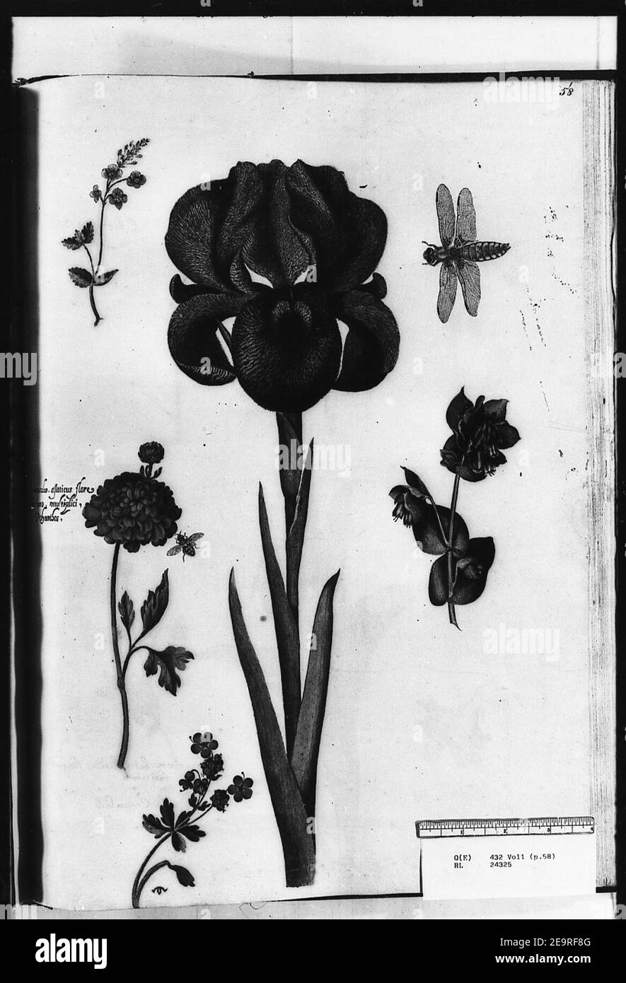 Bigroot hi-res stock photography and images - Alamy