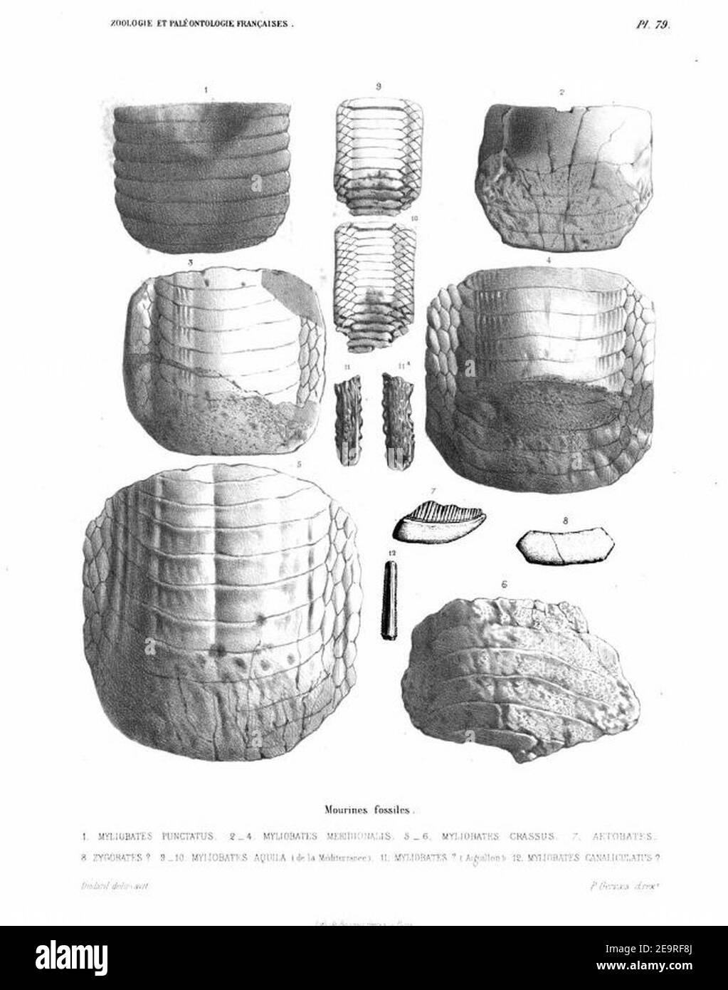 Mourine hi-res stock photography and images - Alamy