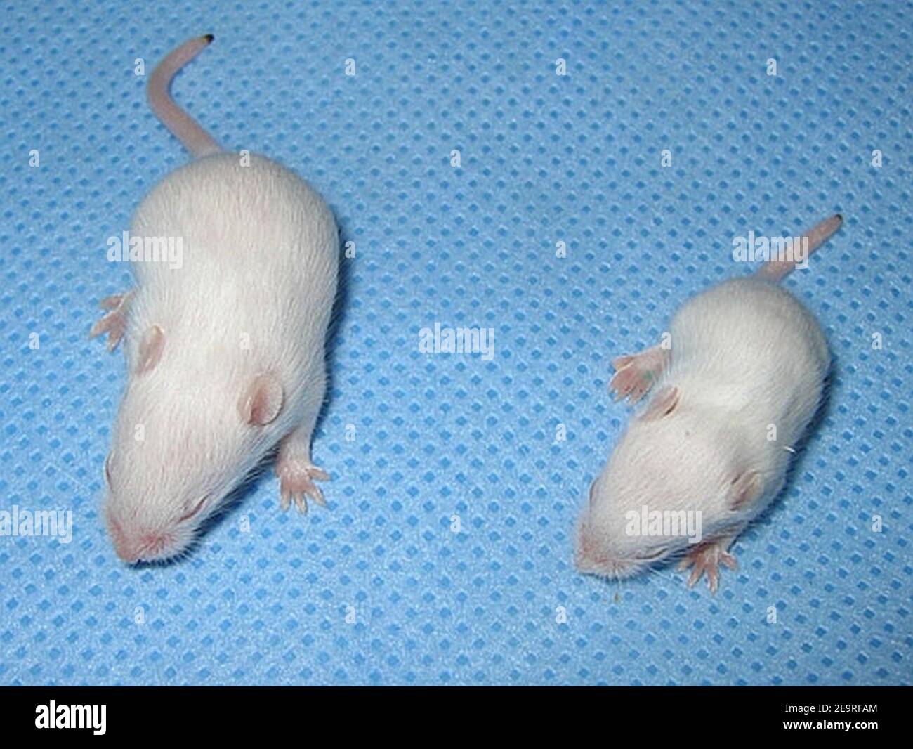 Mouse with spinal muscular atrophy Stock Photo - Alamy