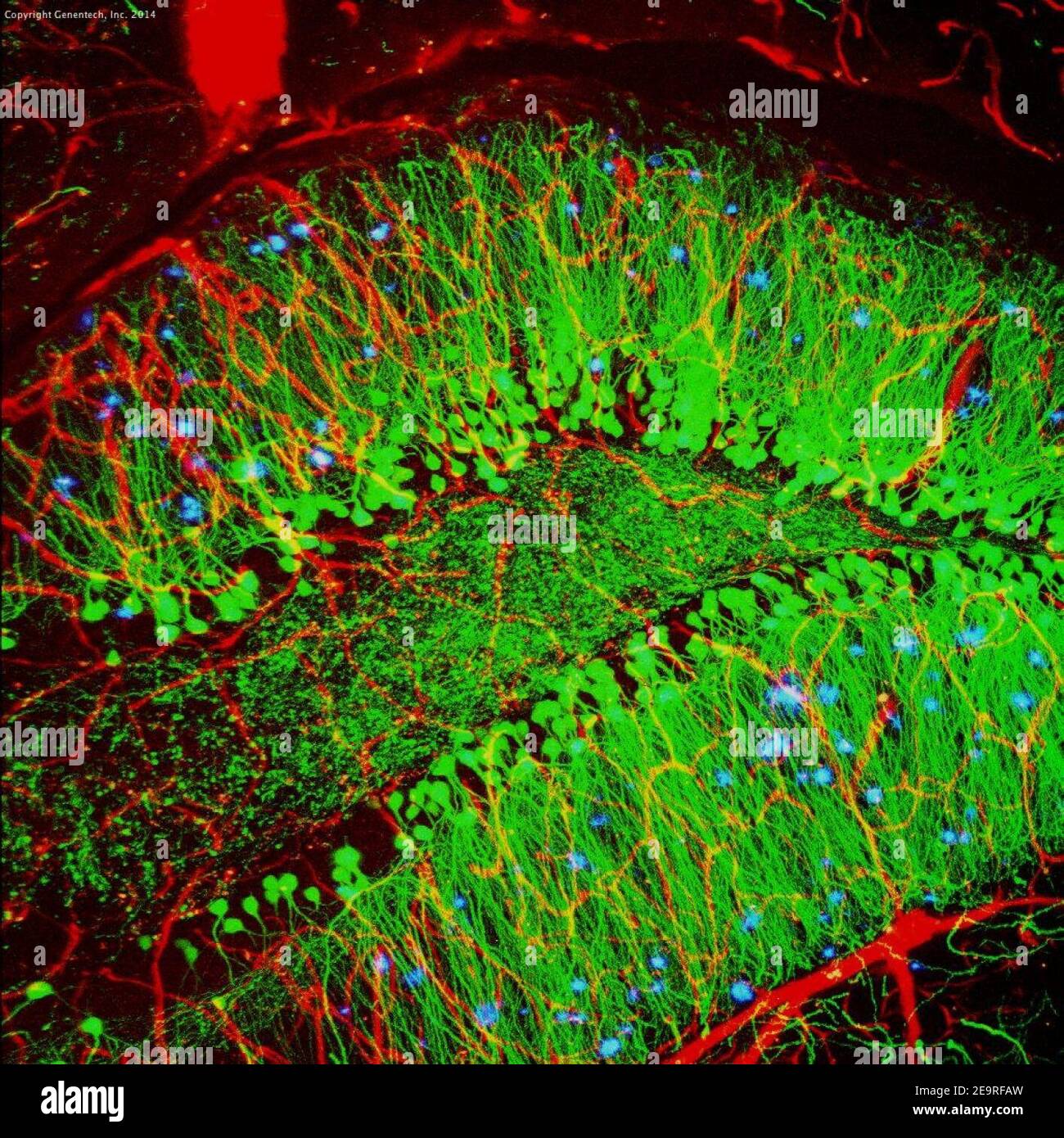 Mouse brain hi-res stock photography and images - Alamy