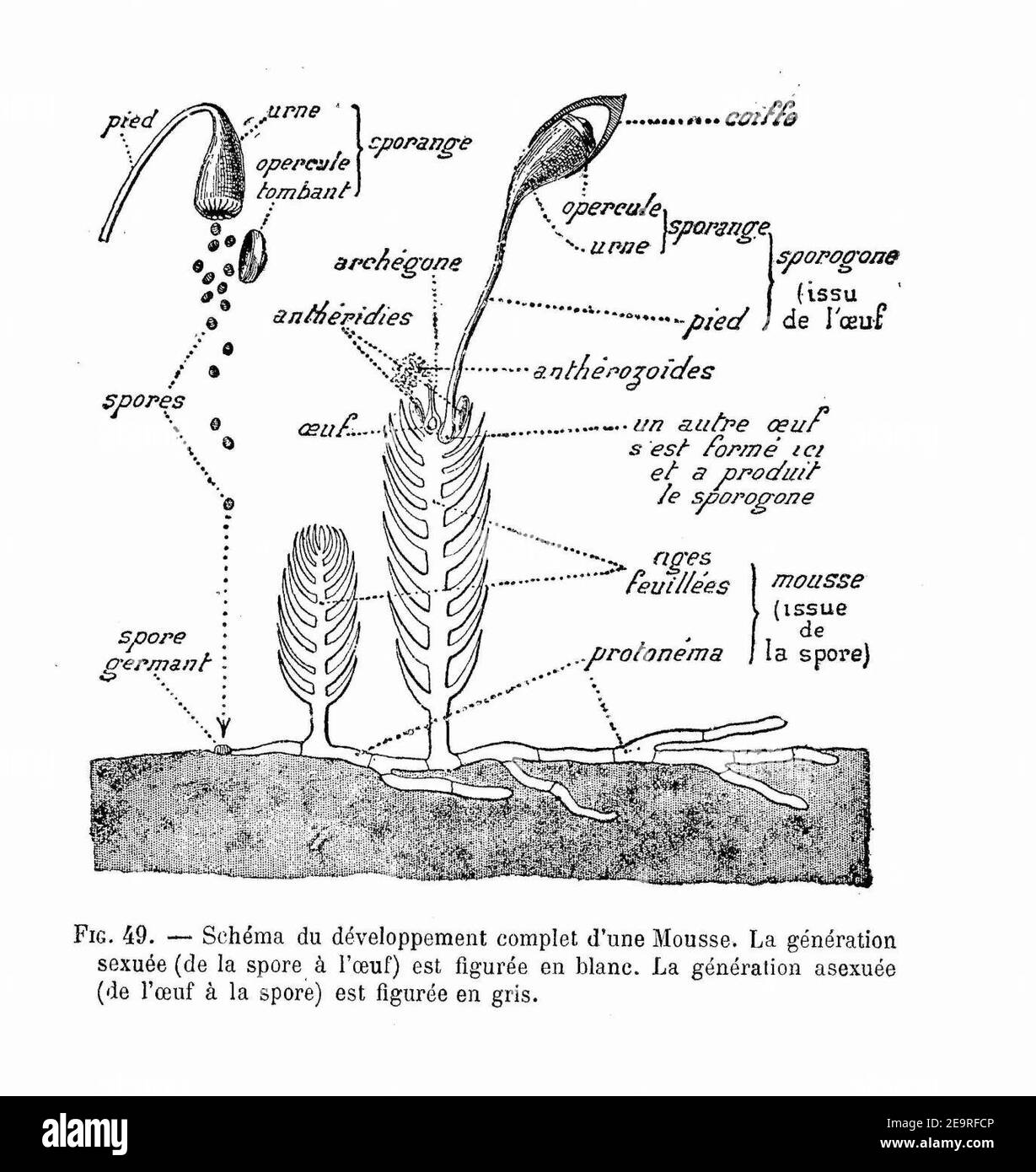 Mousses - schéma complet du développement Stock Photo - Alamy