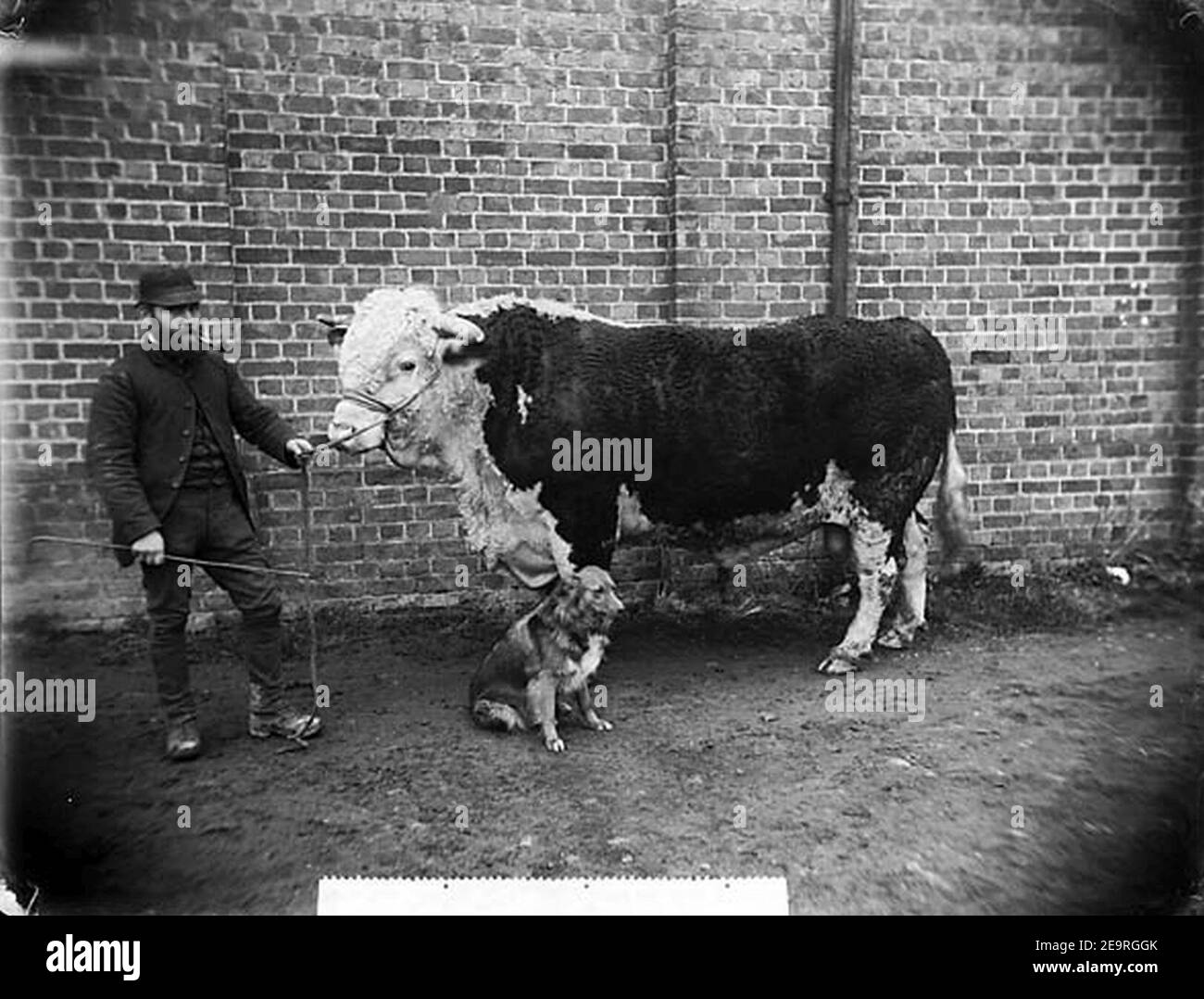 Mr Roberts's bull Stock Photo - Alamy