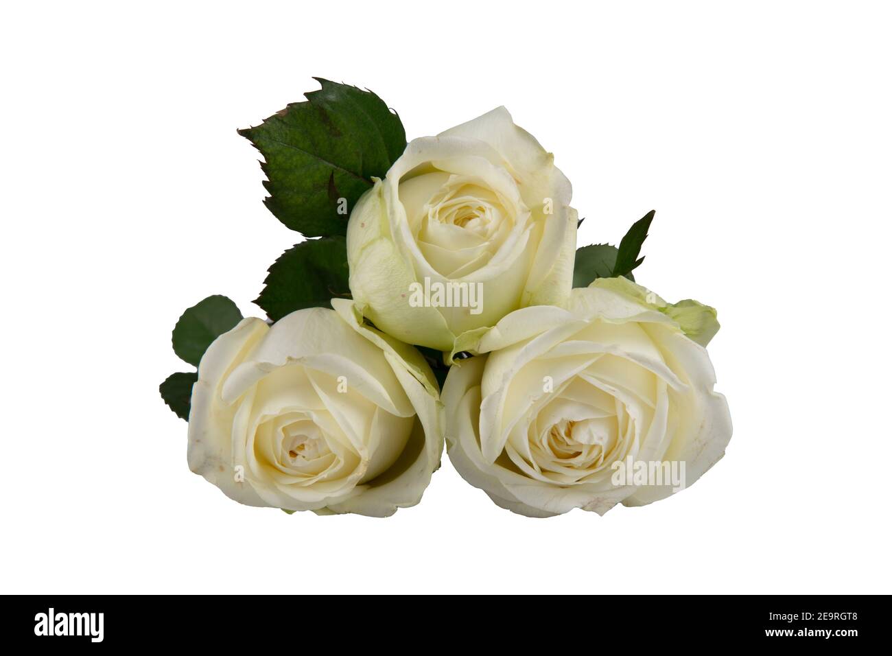 bouquet of white roses. White rose flowers isolated on white background ...