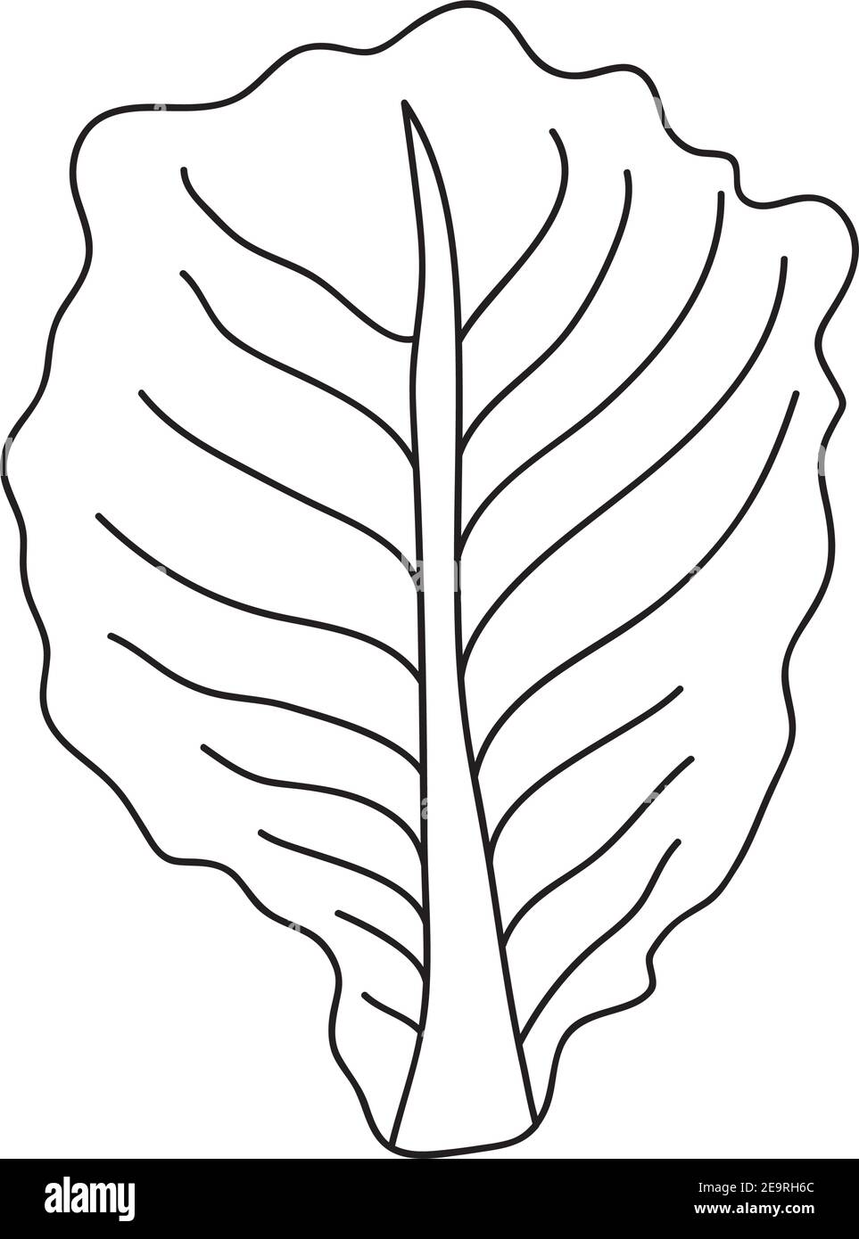 Lettuce Leaf Icon Over White Background Line Style Vector