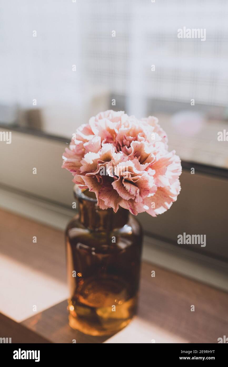 Carnation In Vase High Resolution Stock Photography and Images - Alamy