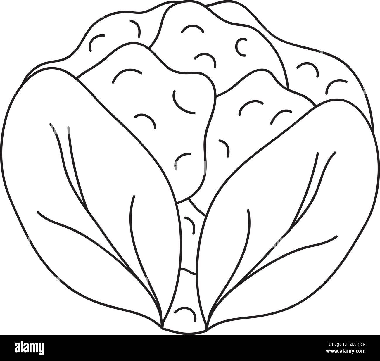 Cauliflower leaves Stock Vector Images - Alamy