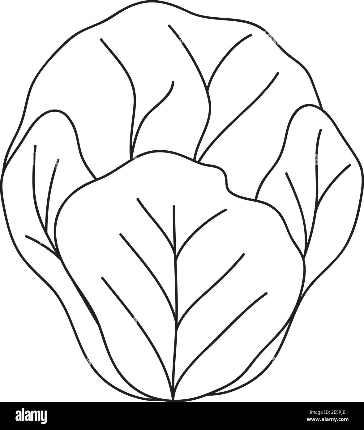 lettuce vegetable icon over white background, line style, vector ...