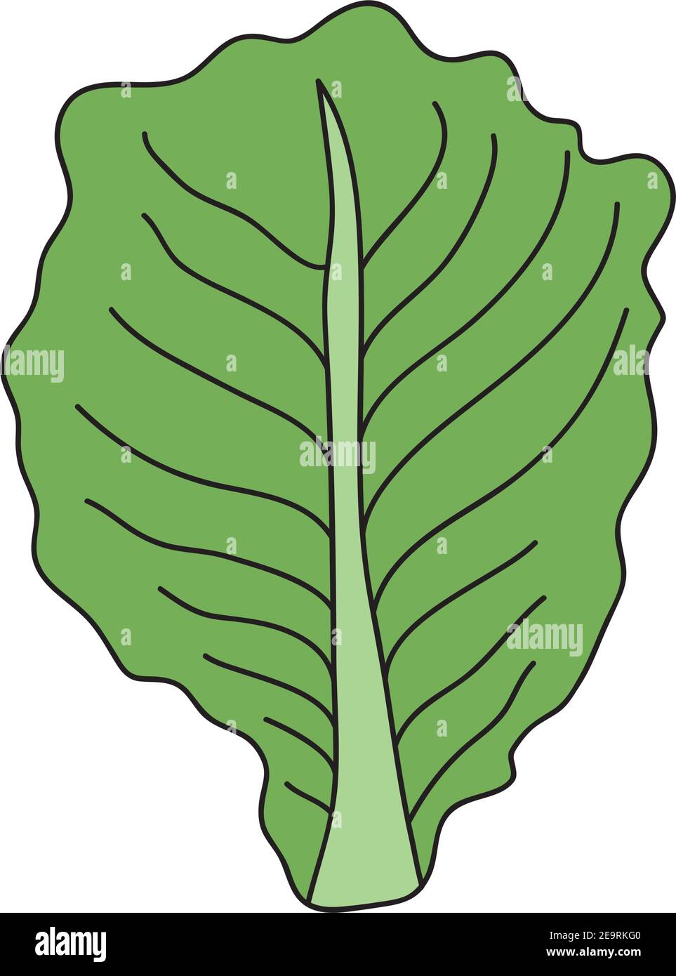 lettuce leaf icon over white background, flat style, vector ...