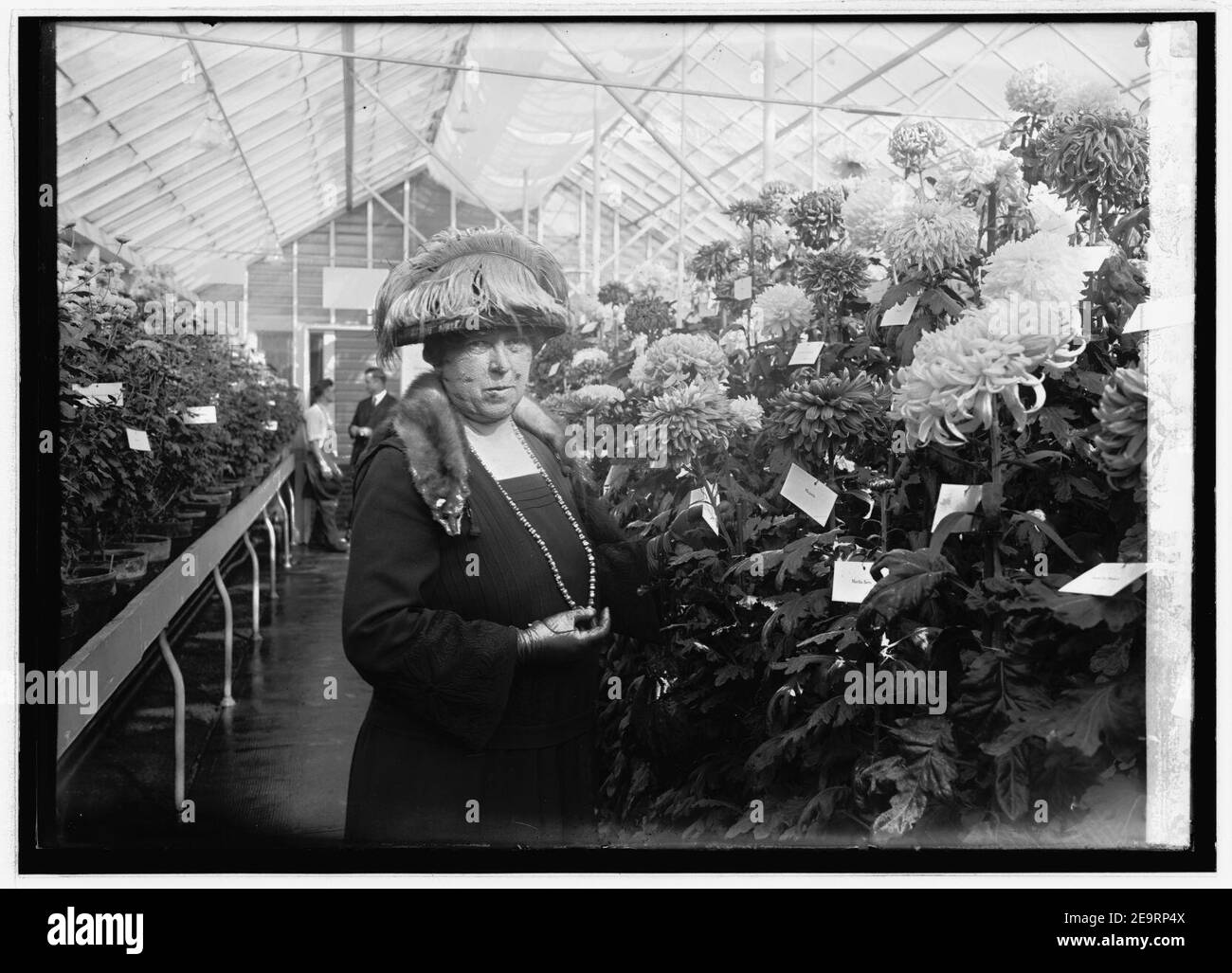 Mrs. Wallace at Mum show, (10-28-22 Stock Photo - Alamy