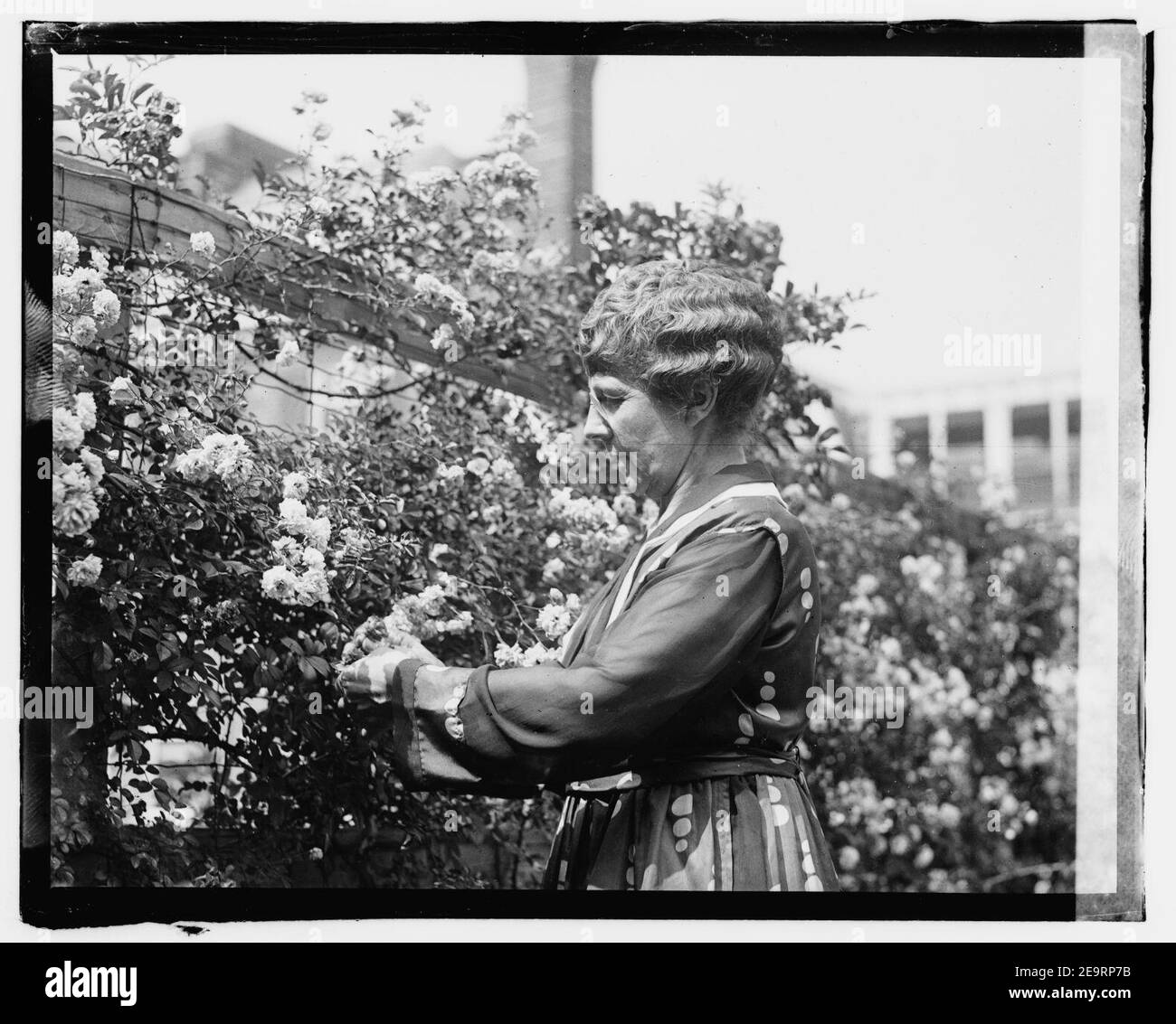 Mrs warren harding hi-res stock photography and images - Alamy