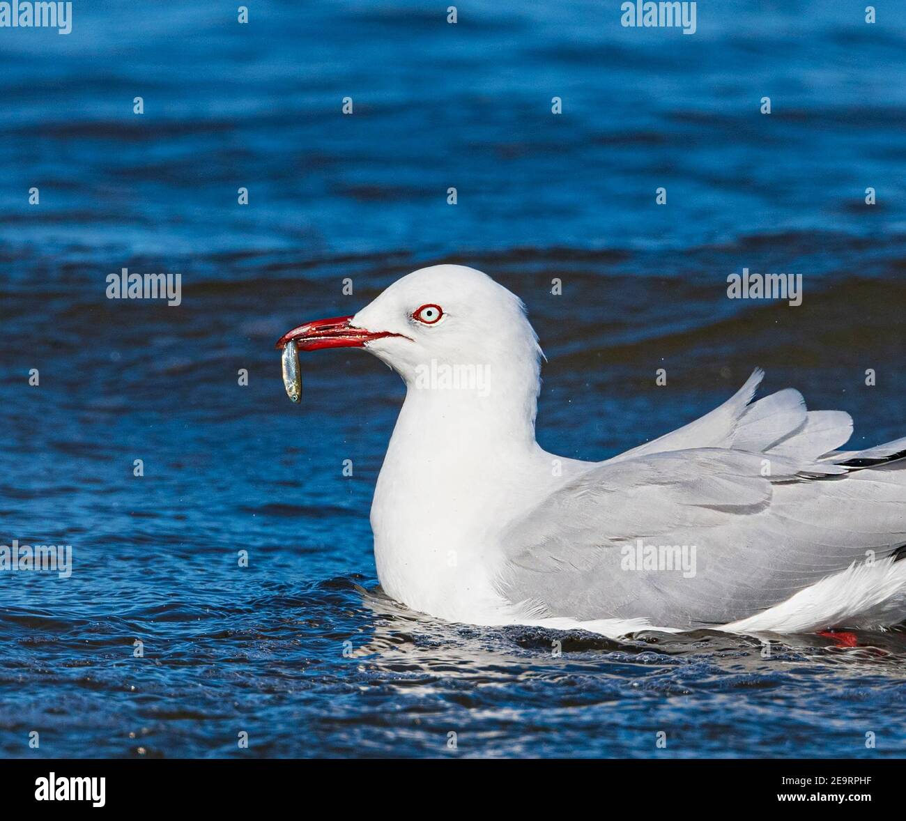 Silver Gull (Larus novaehollandiae) with a small fish in beak ...