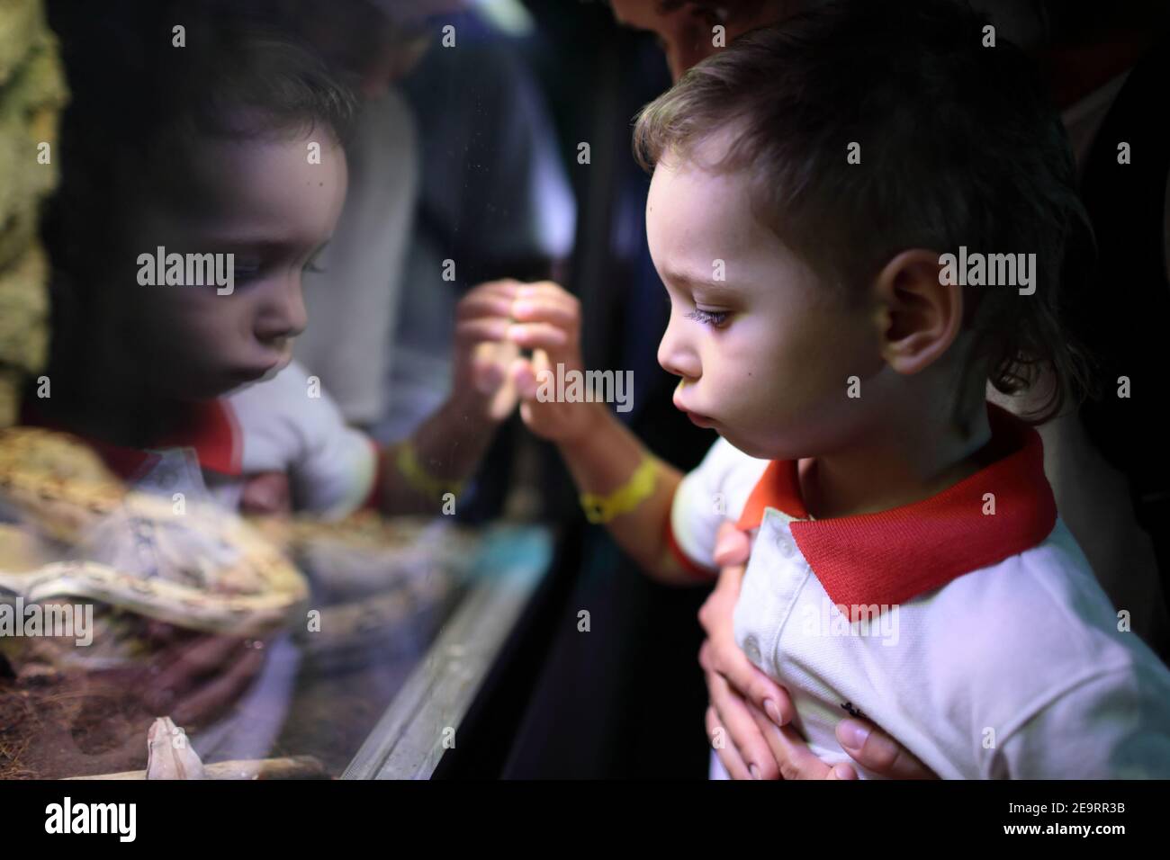 Family watching snake terrarium hi-res stock photography and images - Alamy