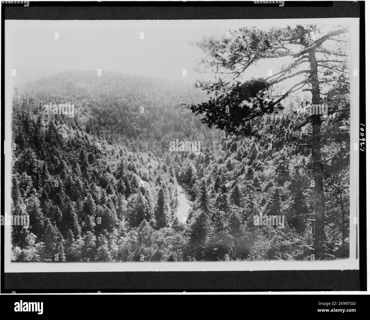 Mt. Mitchell Reservation, N.C. Bynums Bluff Stock Photo - Alamy