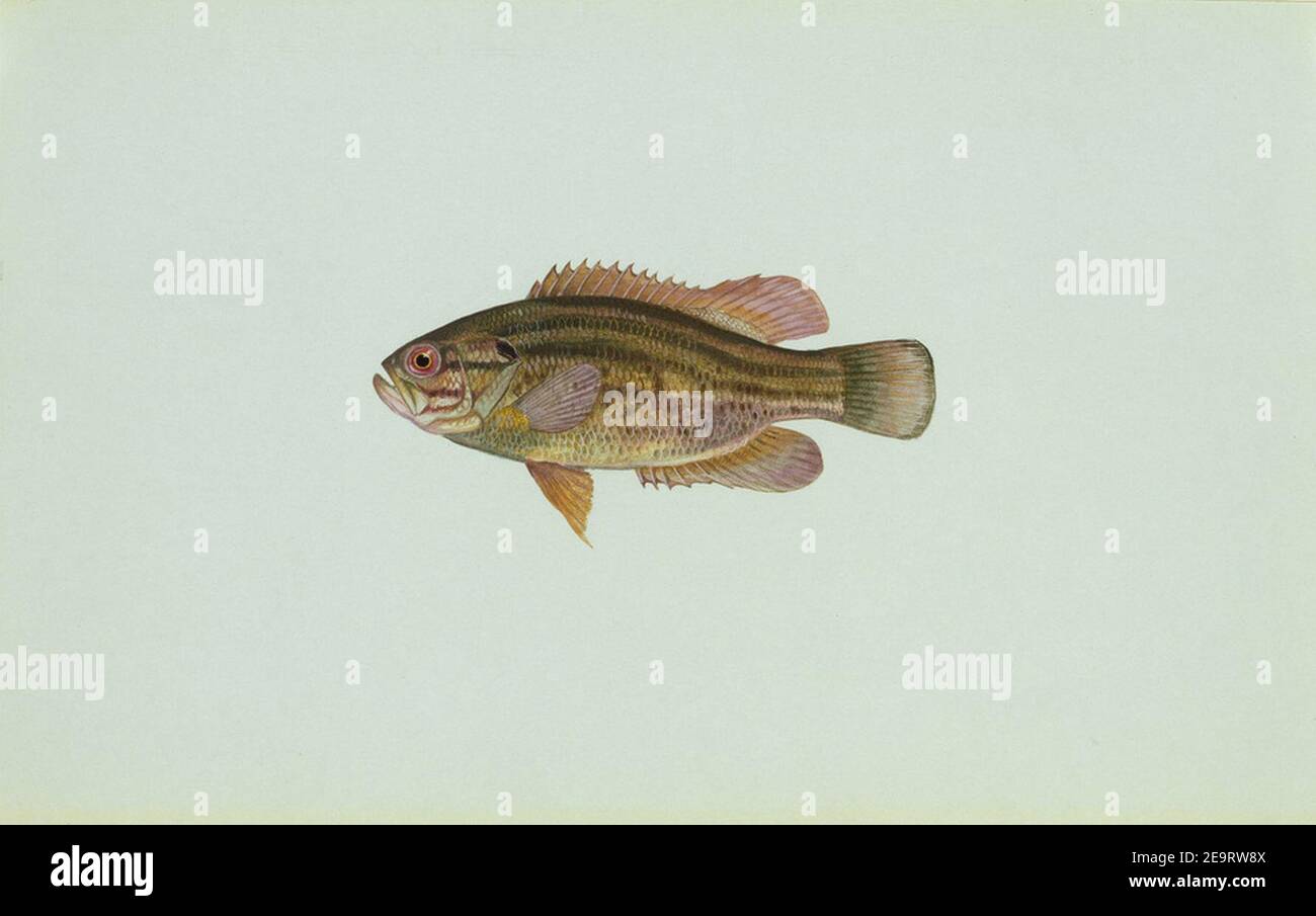 Mud sunfish hi-res stock photography and images - Alamy