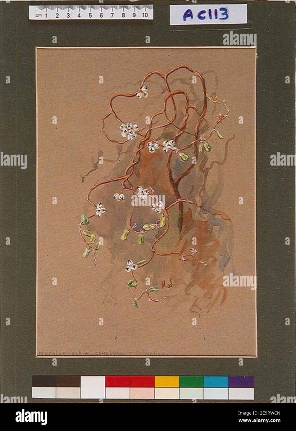 Muehlenbeckia complexa - Pohuehue by Nina Jones ac113 Stock Photo - Alamy