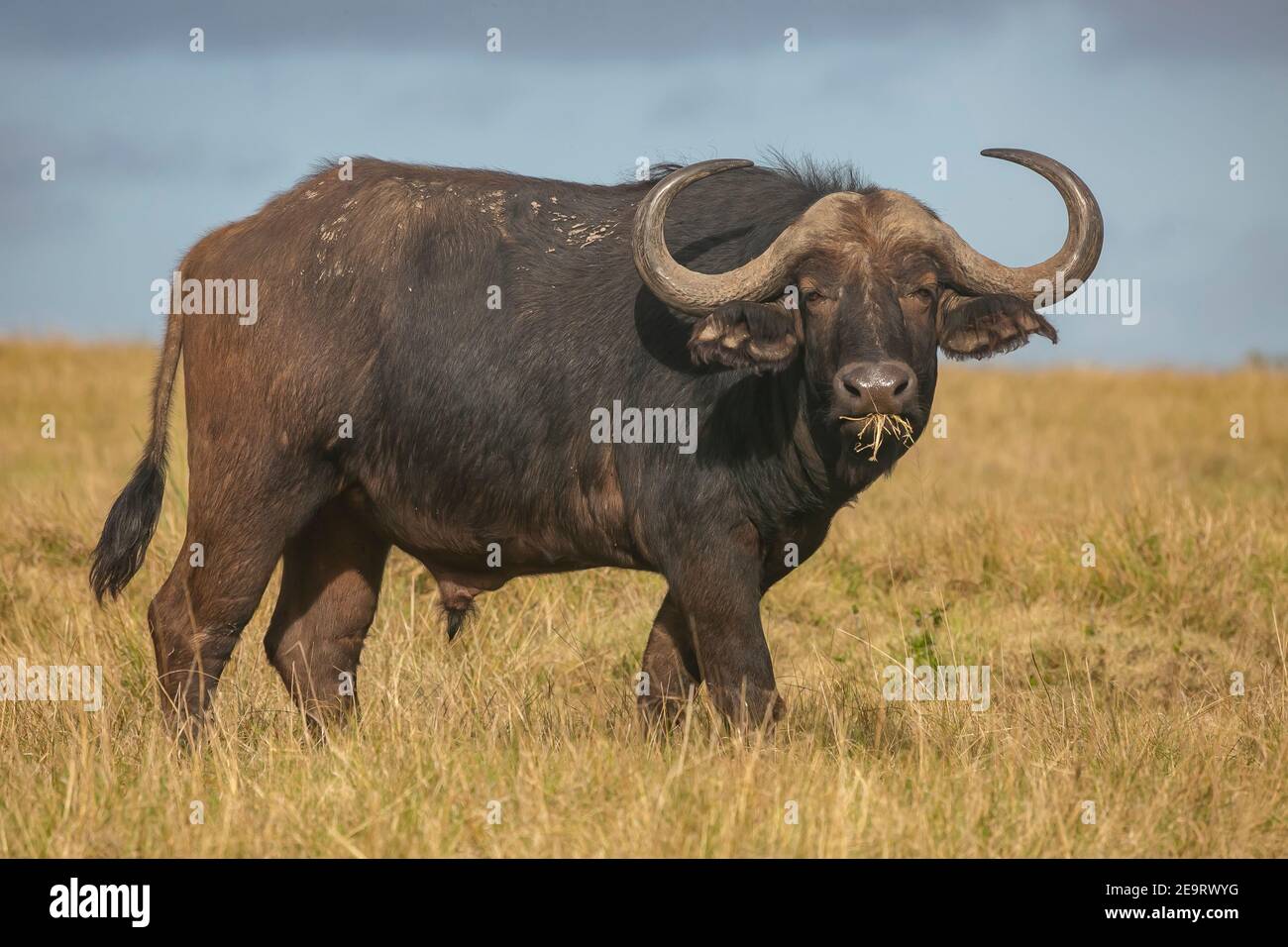 African water buffalo in savannah of Masai Mara, Kenya Stock Photo - Alamy