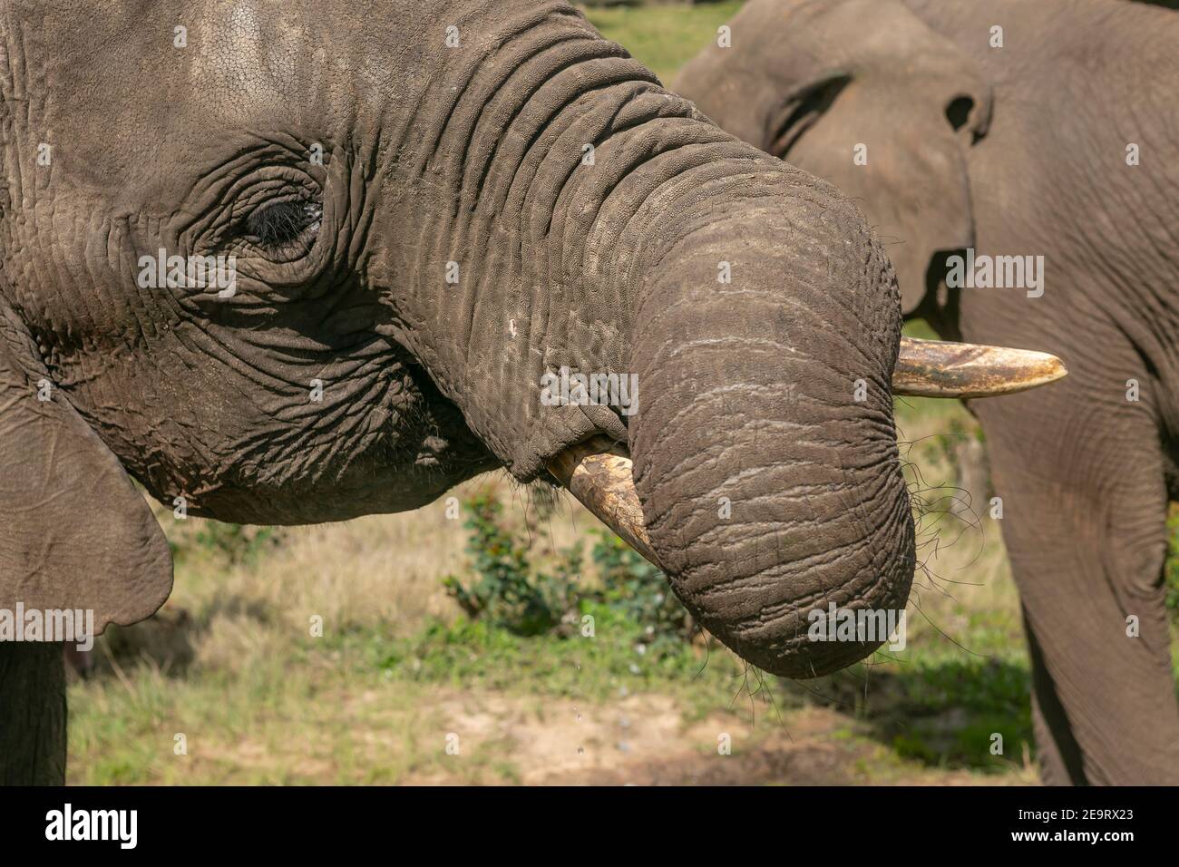 Elephants in Etosha National Park of Namibia Stock Photo - Alamy