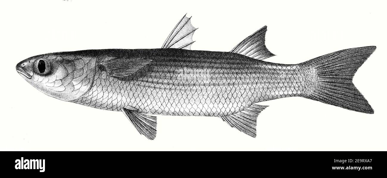 Oeur hi-res stock photography and images - Alamy