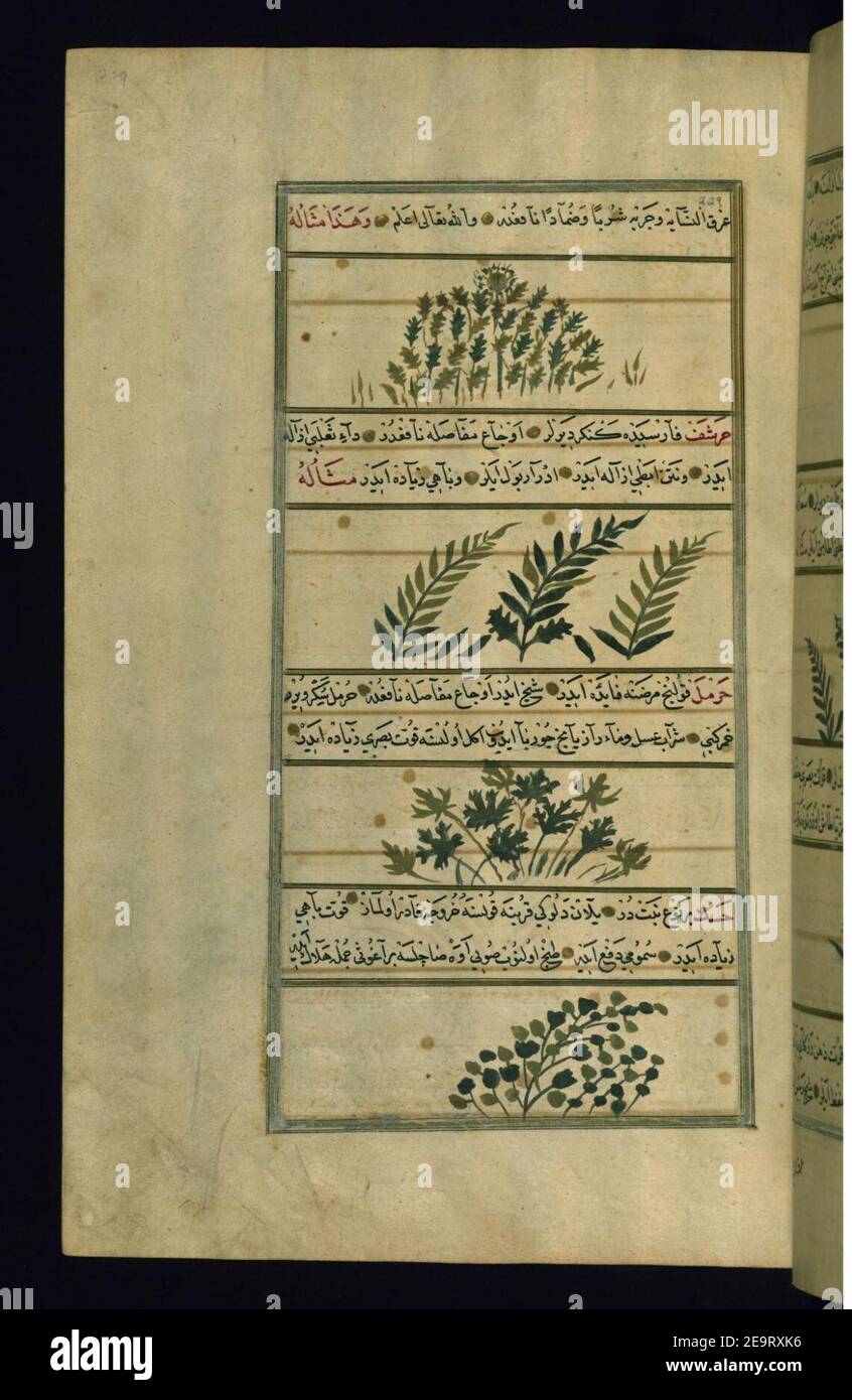 Muhammad ibn Muhammad Shakir Ruzmah-'i Nathani - A Plant Called Harf ...