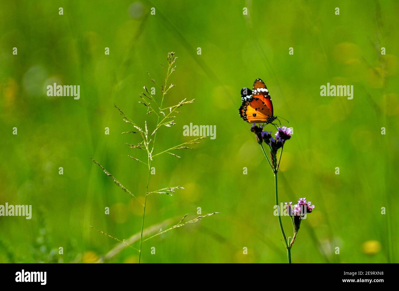 Close up photography orange butterfly hi-res stock photography and ...