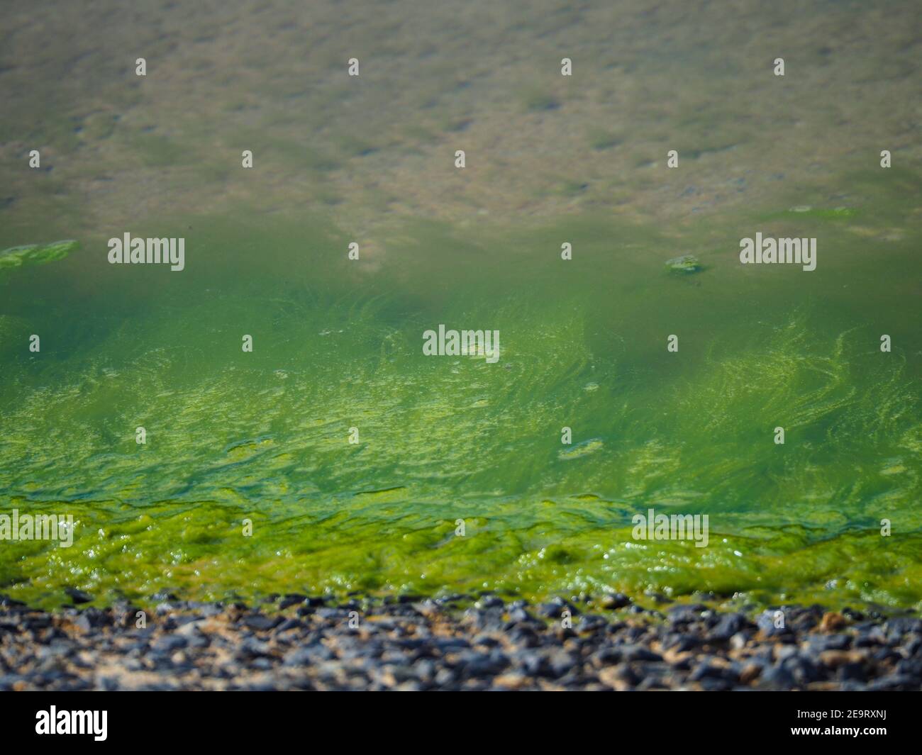 green weed, algae, in a rock pool Stock Photo - Alamy