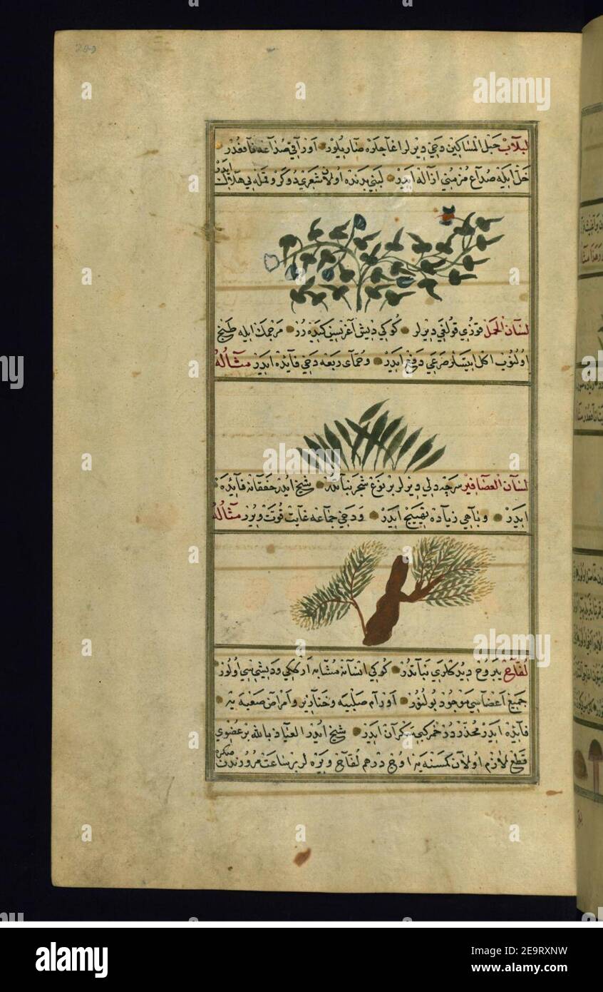 Muhammad ibn Muhammad Shakir Ruzmah-'i Nathani - English Ivy, Plantain ...