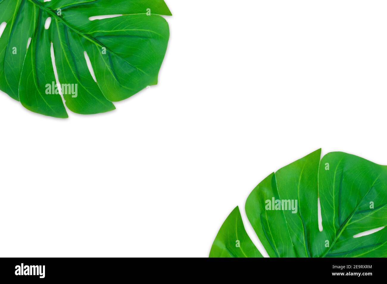 Monstera leaves summer on white background. Copy space concept and top ...