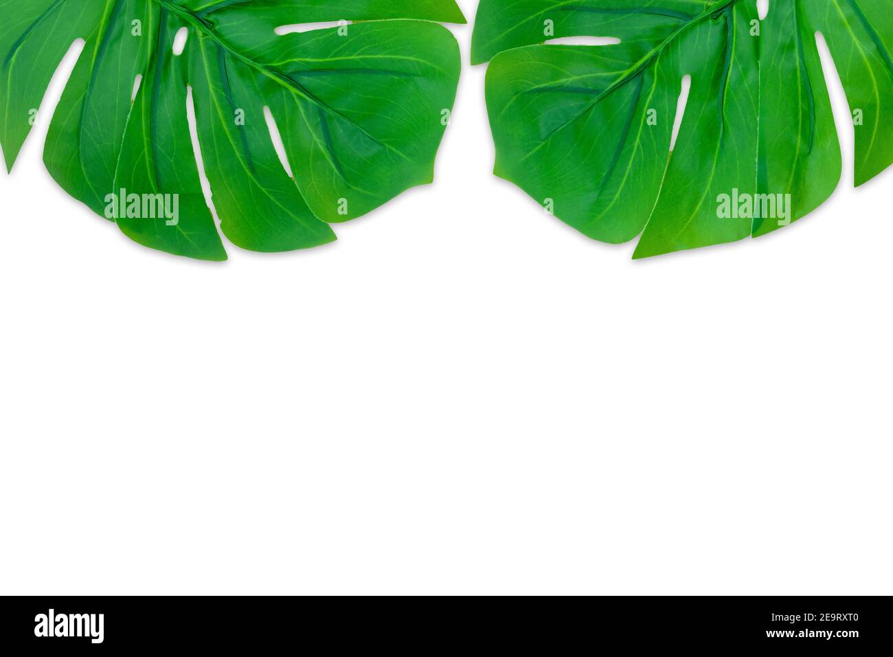 Monstera leaves summer on white background. Copy space concept and top ...