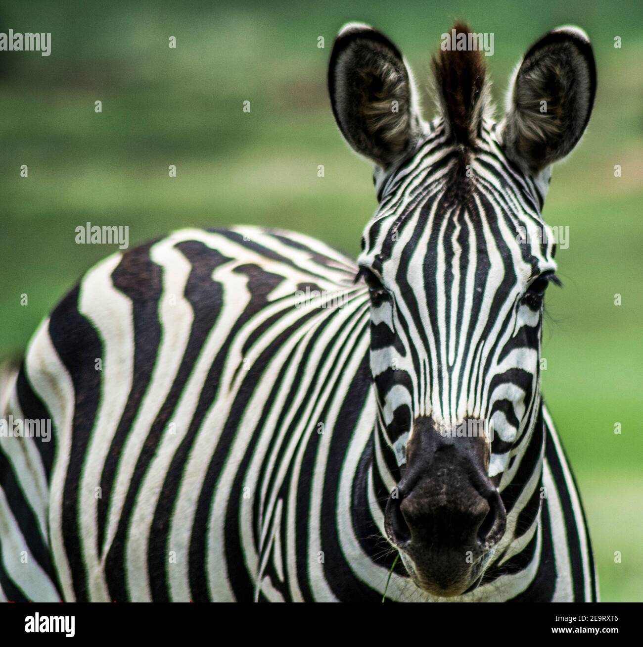 Zebra nose hi-res stock photography and images - Alamy