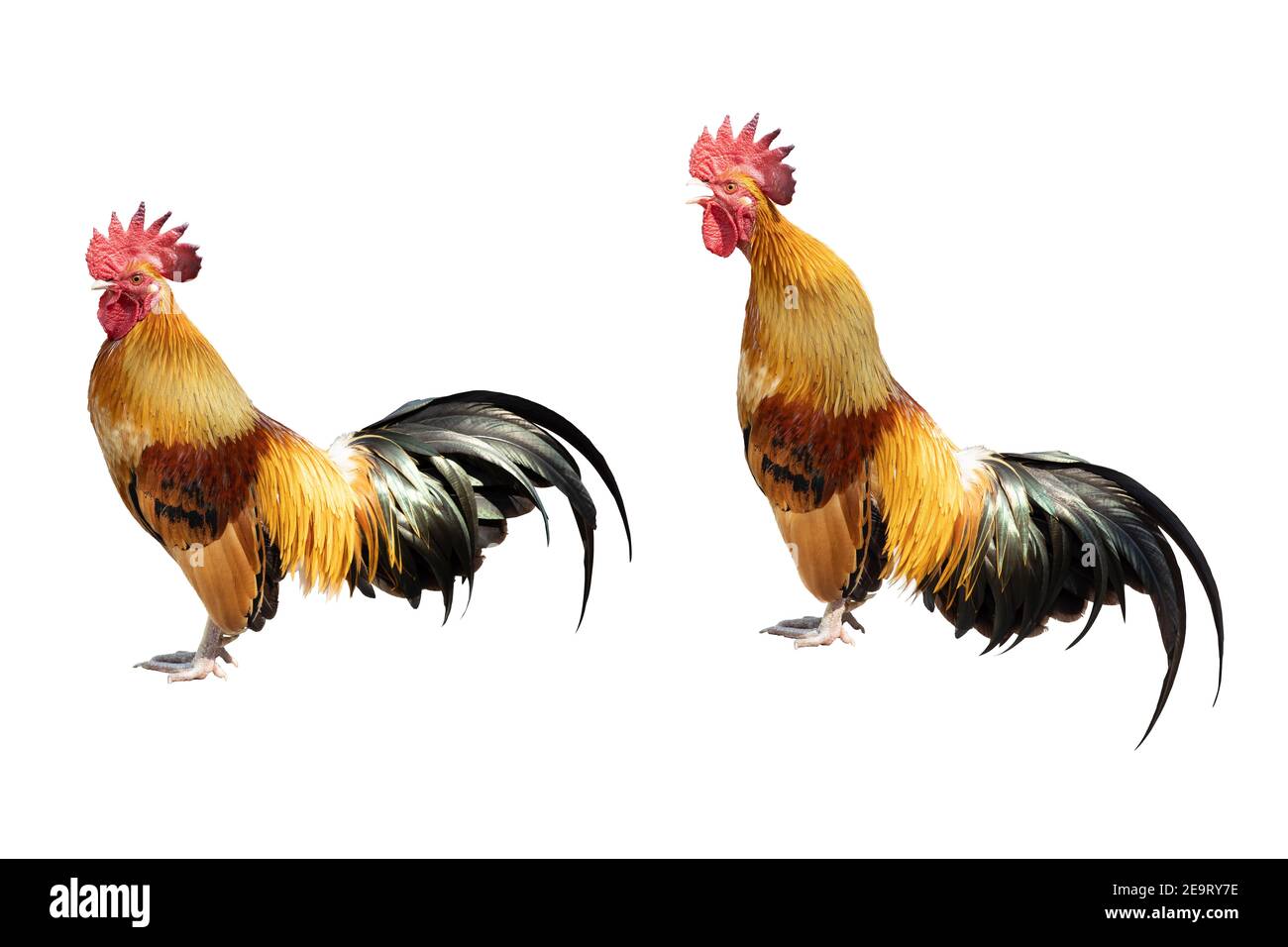 Bantam rooster chicken cock or hen standing and crowing posture ...