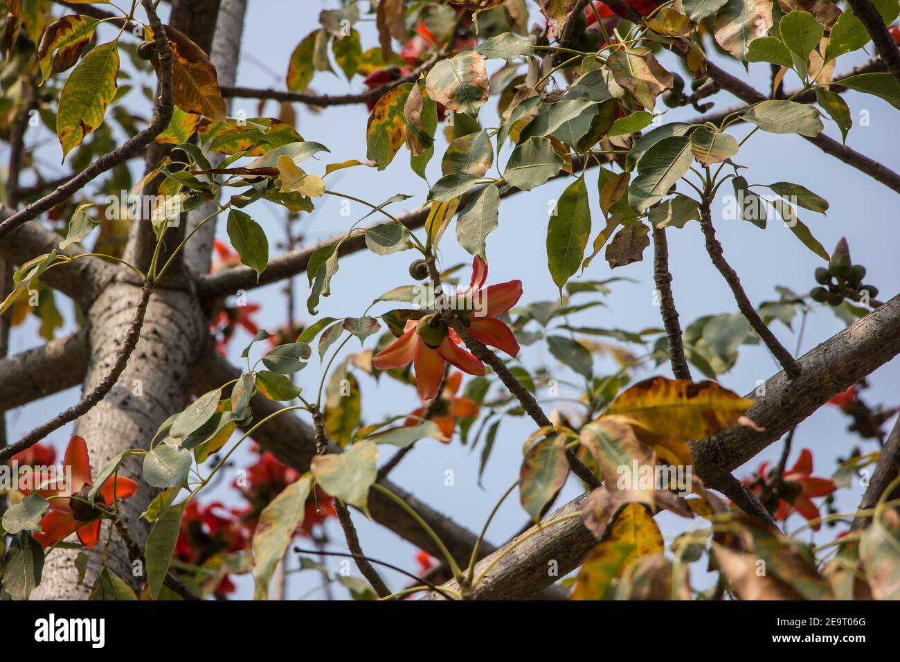 Red Flower of Bombax ceiba tree with green leaf Stock Photo - Alamy