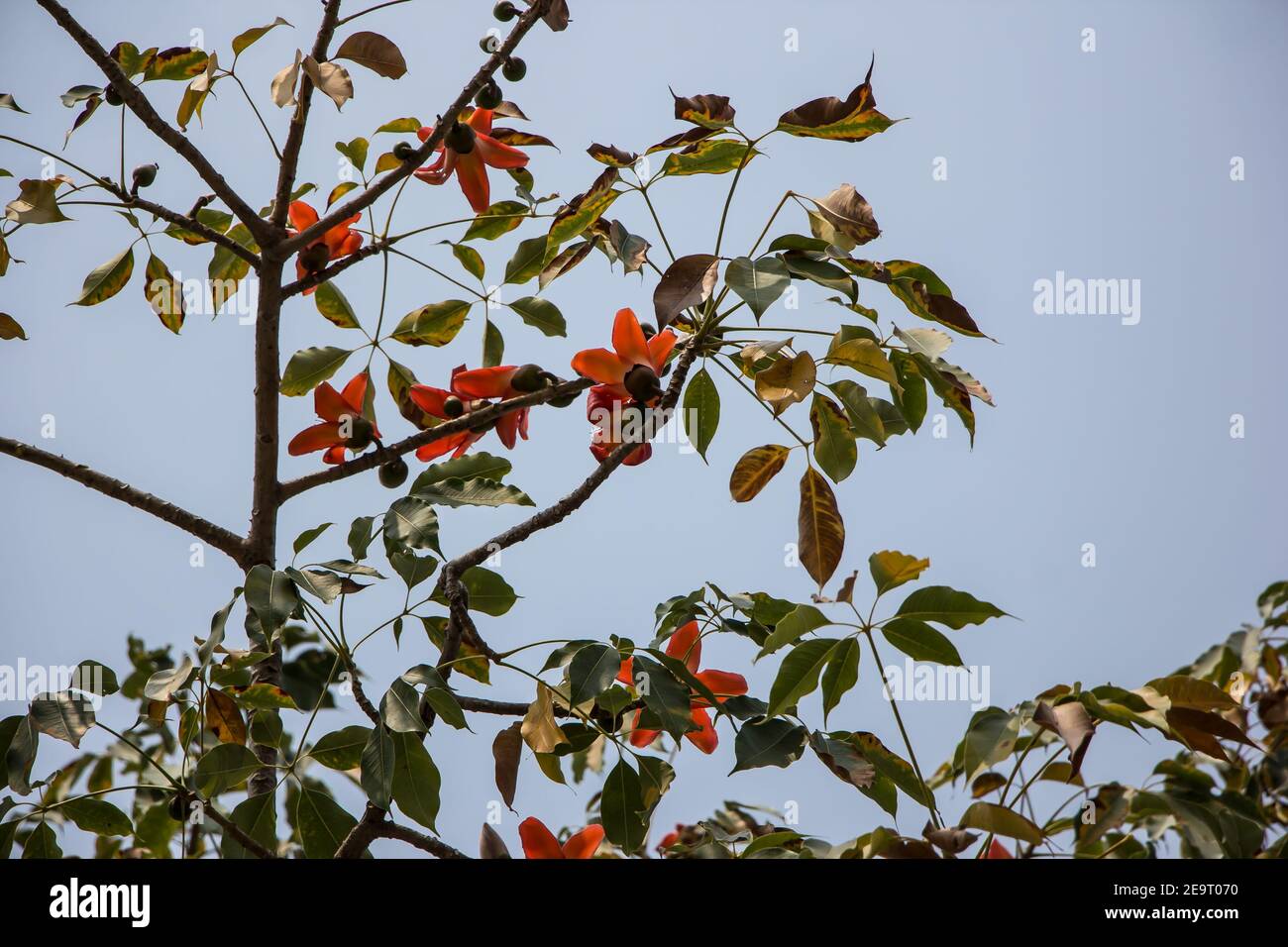 Red Flower of Bombax ceiba tree with green leaf Stock Photo - Alamy