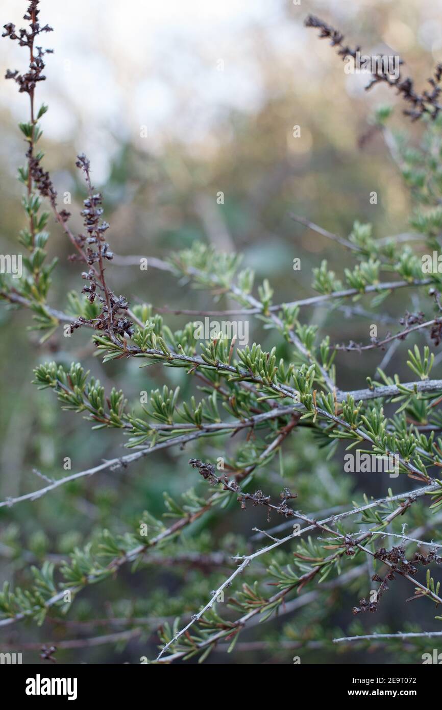 Green linear needle leaves, Chamise, Adenostoma Fasciculatum, Rosaceae ...