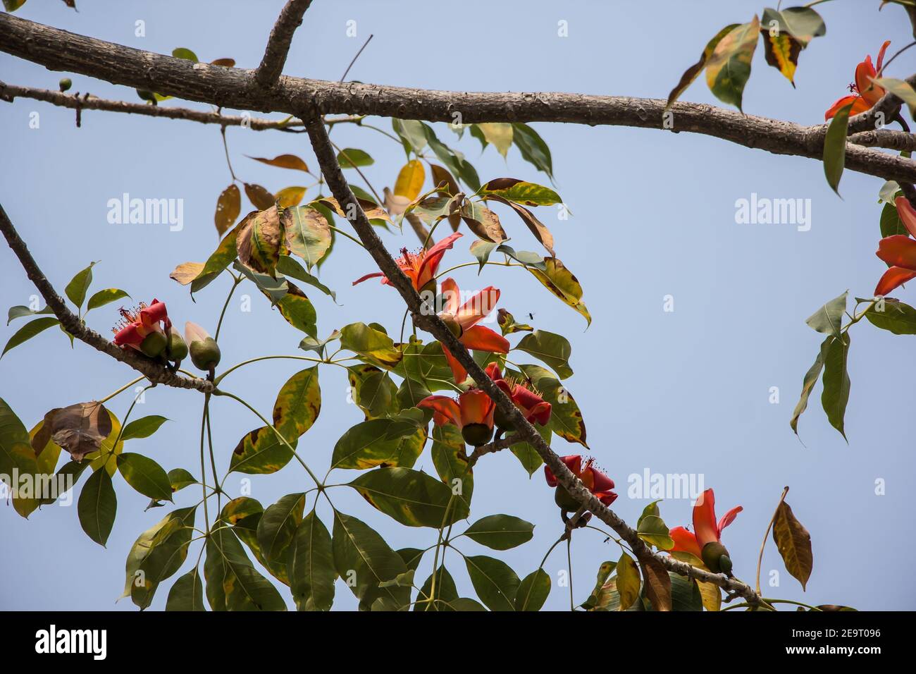 Red Flower of Bombax ceiba tree with green leaf Stock Photo - Alamy