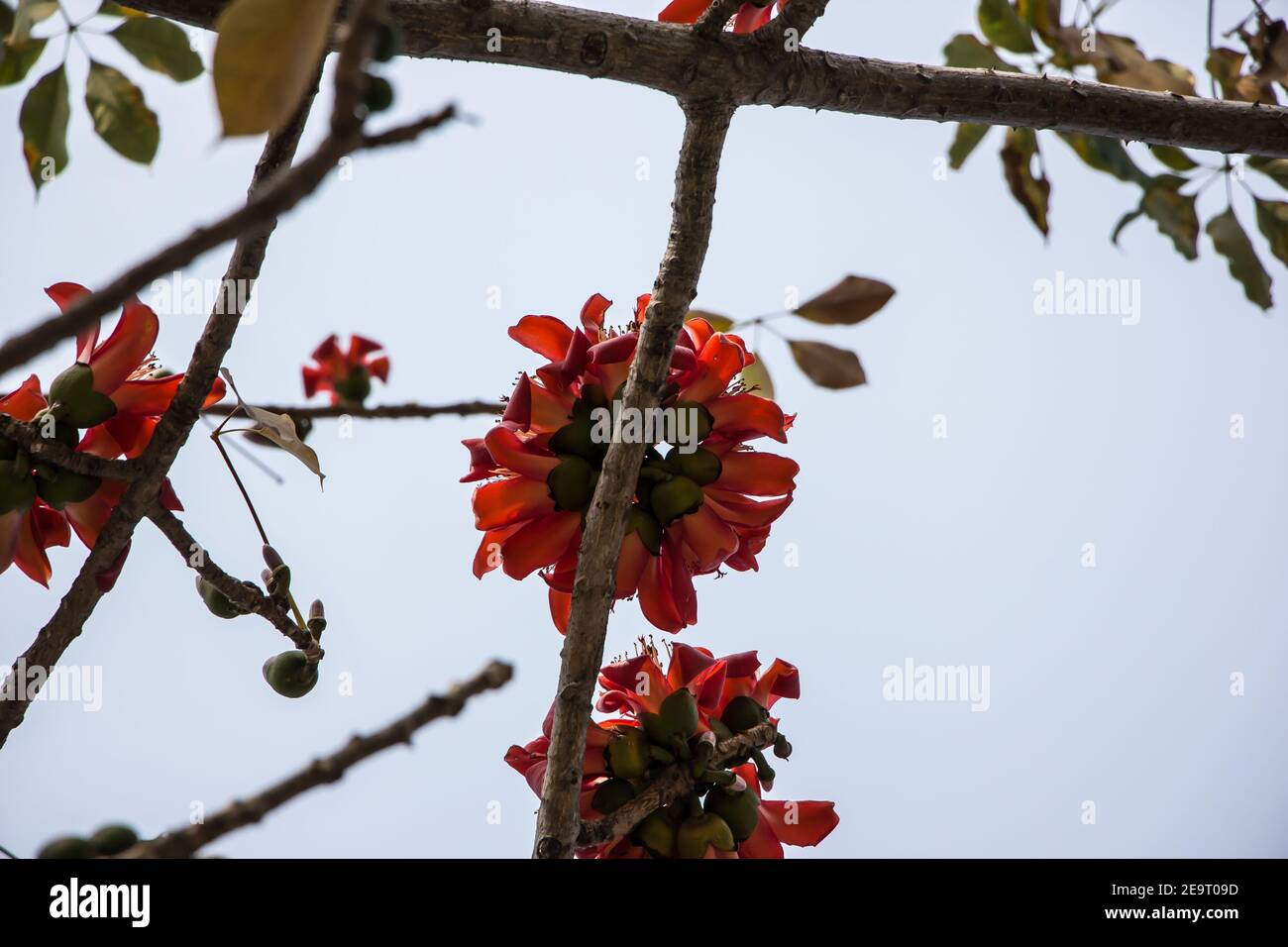 Red Flower of Bombax ceiba tree with green leaf Stock Photo - Alamy