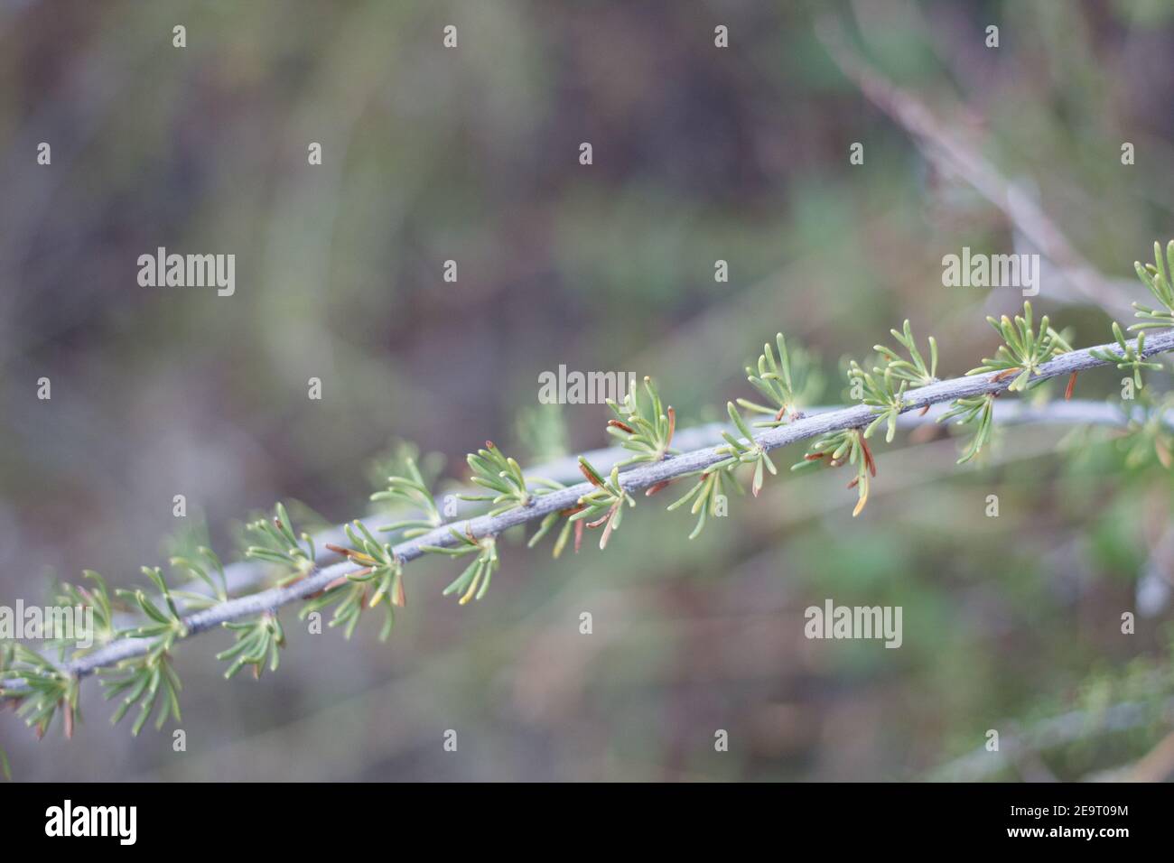 Green linear needle leaves, Chamise, Adenostoma Fasciculatum, Rosaceae ...