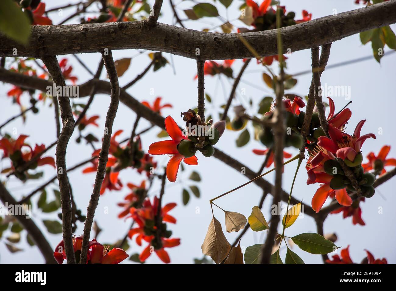 Red Flower of Bombax ceiba tree with green leaf Stock Photo - Alamy