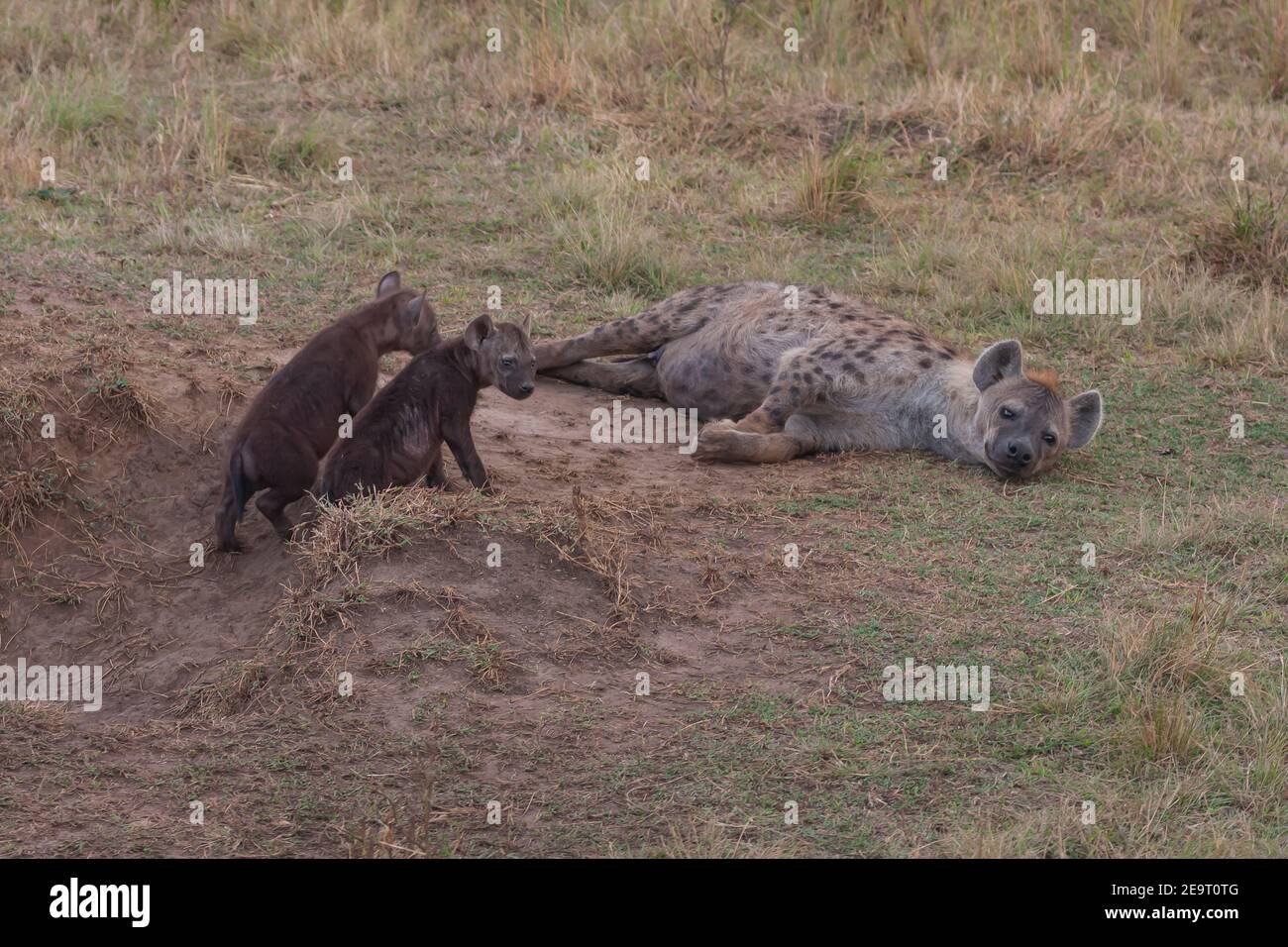 Haina hi-res stock photography and images - Alamy