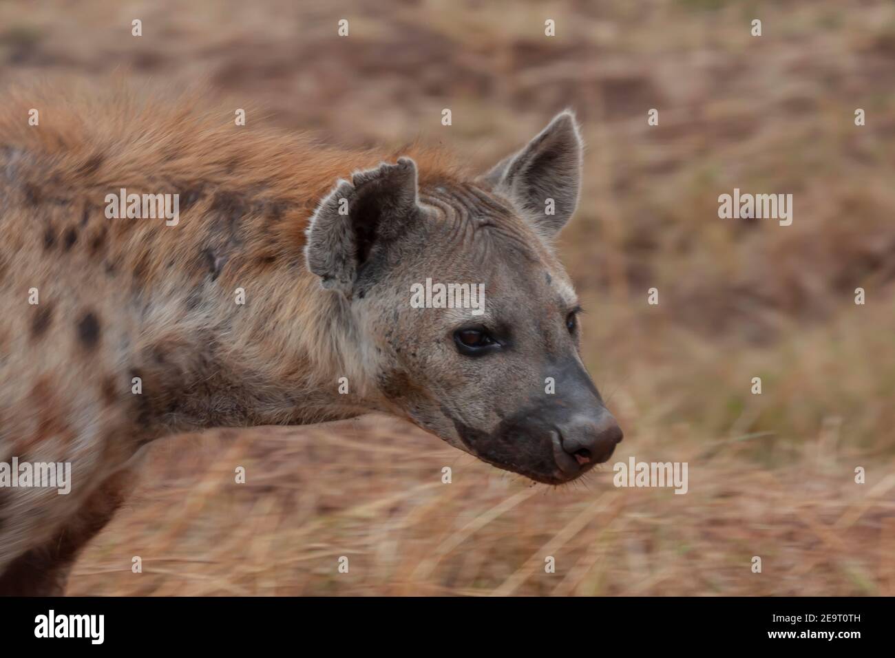 Lone spotted haina in Masai Mara Game Reserve, Kenya Stock Photo - Alamy