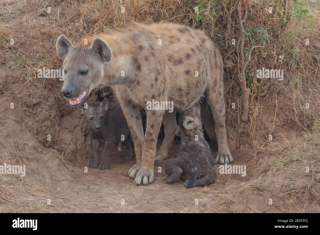 Lone spotted haina with its cubs in Masai Mara Game Reserve, Kenya ...