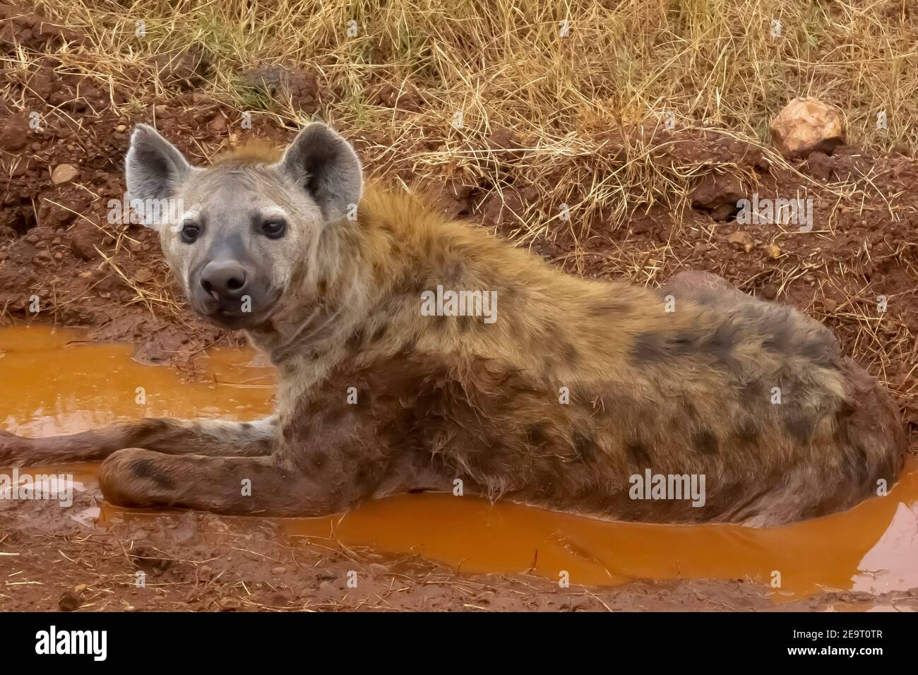 Haina hi-res stock photography and images - Alamy