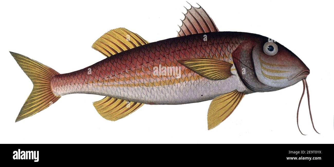 Mullus Cut Out Stock Images & Pictures - Alamy