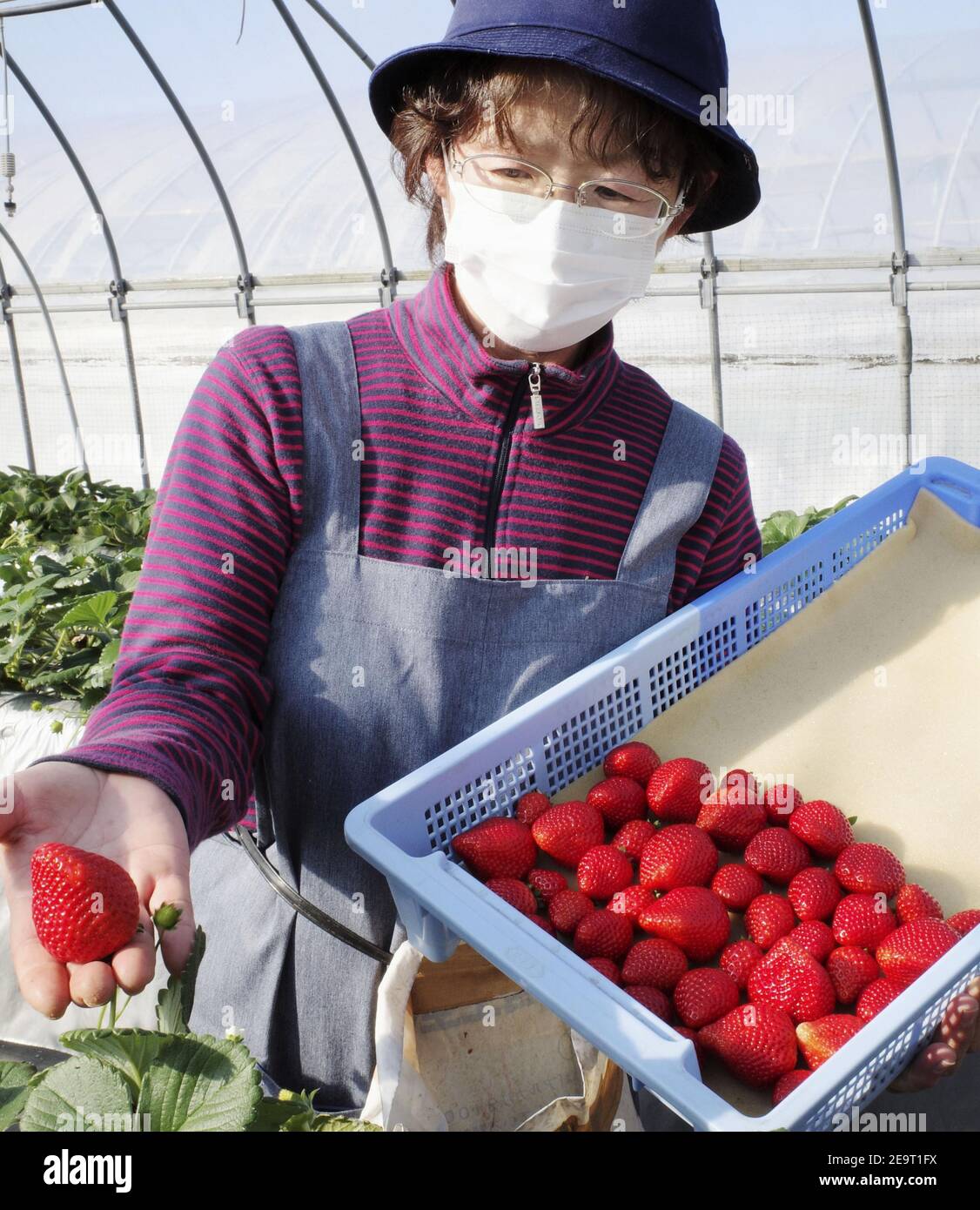 A woman holds a basket of new Tochiaika brand strawberries at a farm in ...